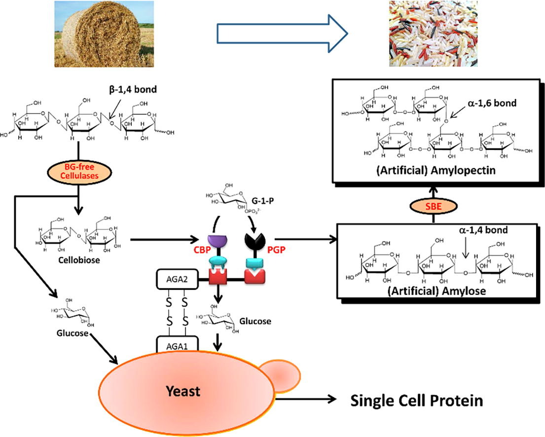 Biosynthesis Of Artificial Starch And Microbial Protein From ...