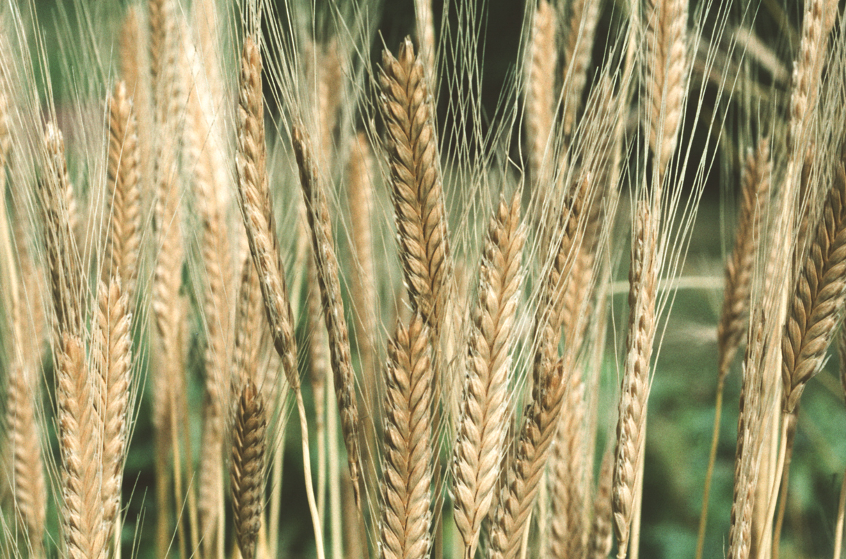 The Evolutionary History Of Humans’ Ability To Eat Starch | Starch Pros