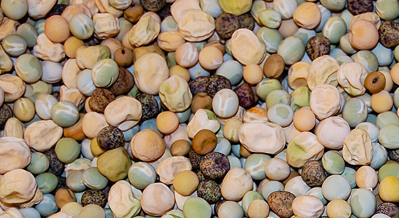 Researchers Revive Old Pea Varieties In Huge Seed Collection | Starch Pros